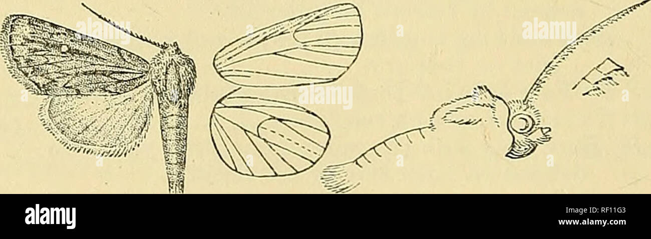 . Catalogue of the Lepidoptera Phalænæ in the British museum. Moths ...