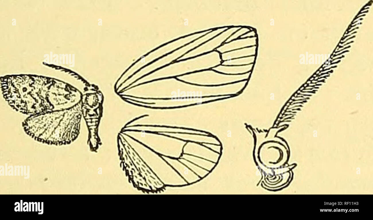 Bipectinate antennae hi-res stock photography and images - Alamy