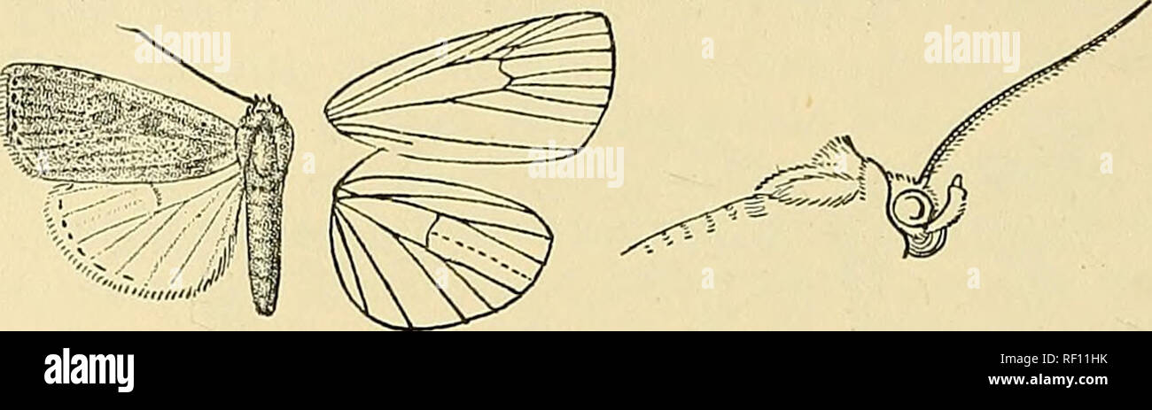 . Catalogue of the Lepidoptera Phalænæ in the British museum. Moths ...