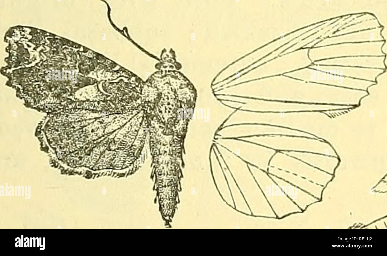 . Catalogue of the Lepidoptera Phalaenae in the British Museum. Moths ...