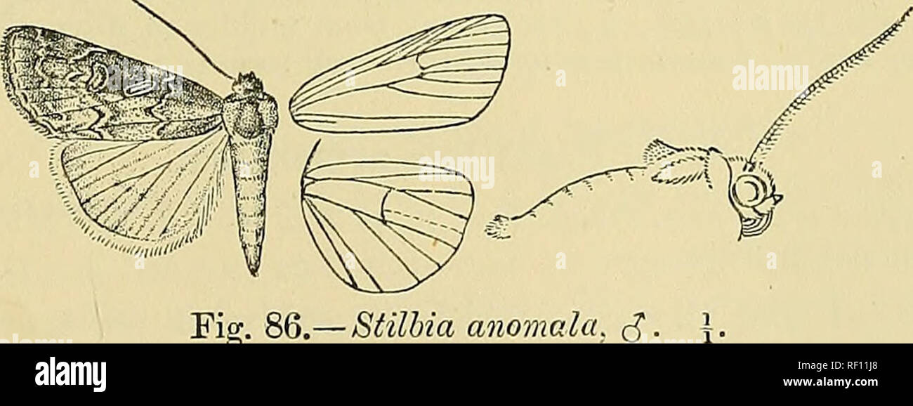 . Catalogue of the Lepidoptera PhalÃ¦nÃ¦ in the British museum. Moths ...
