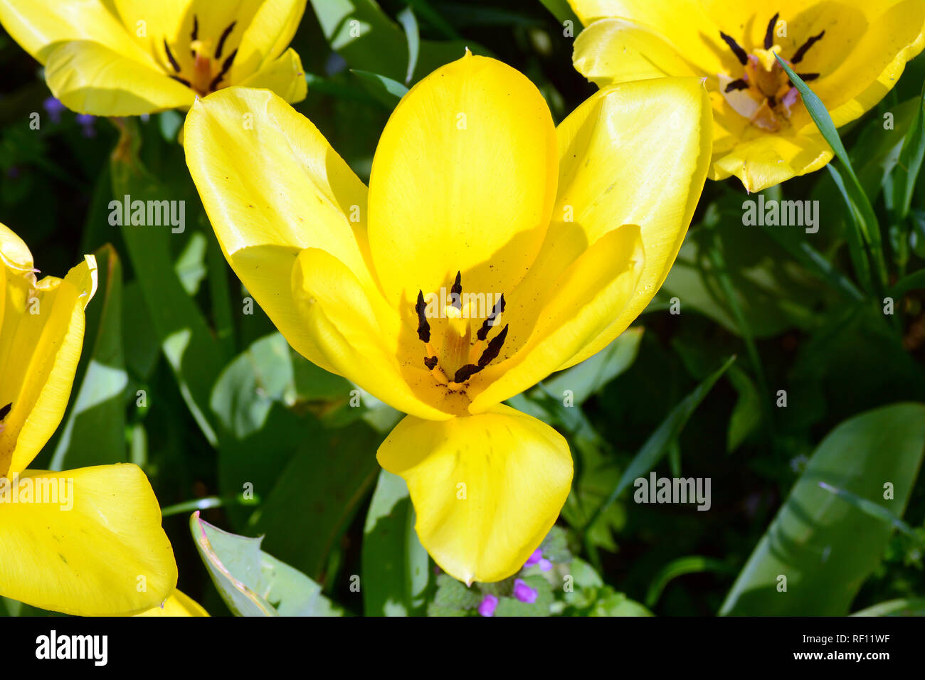 Tulip, Tulpen, tulipán, Tulipa sp Stock Photo - Alamy