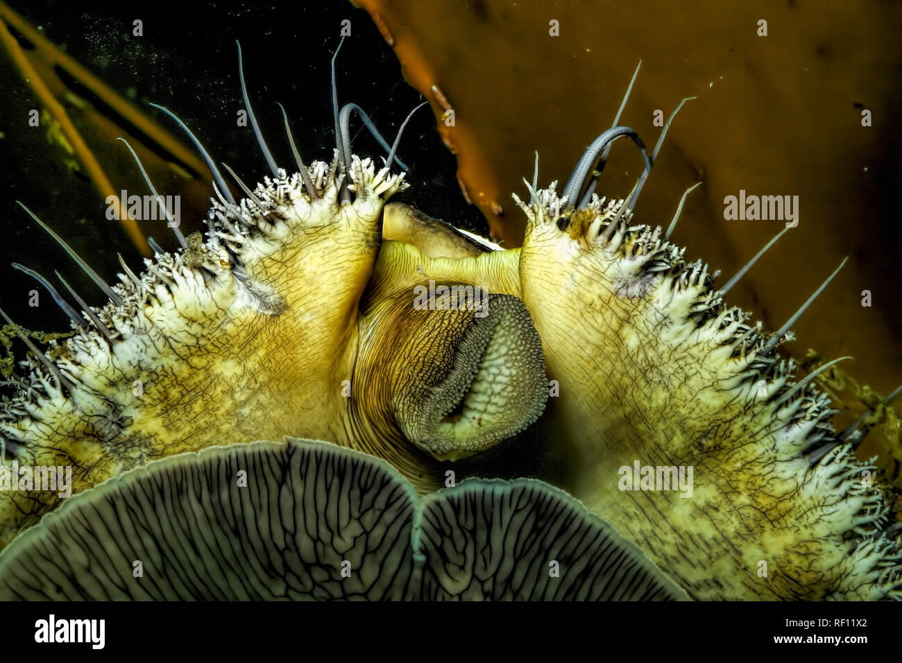abalone head view feeding underwater Stock Photo - Alamy