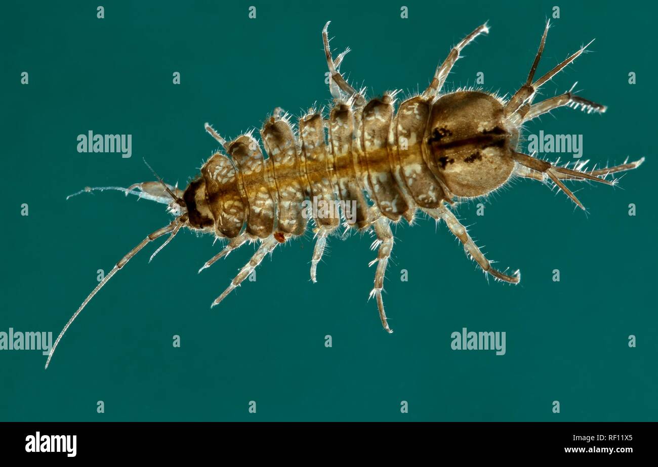 Aquatic Sowbug Larvae