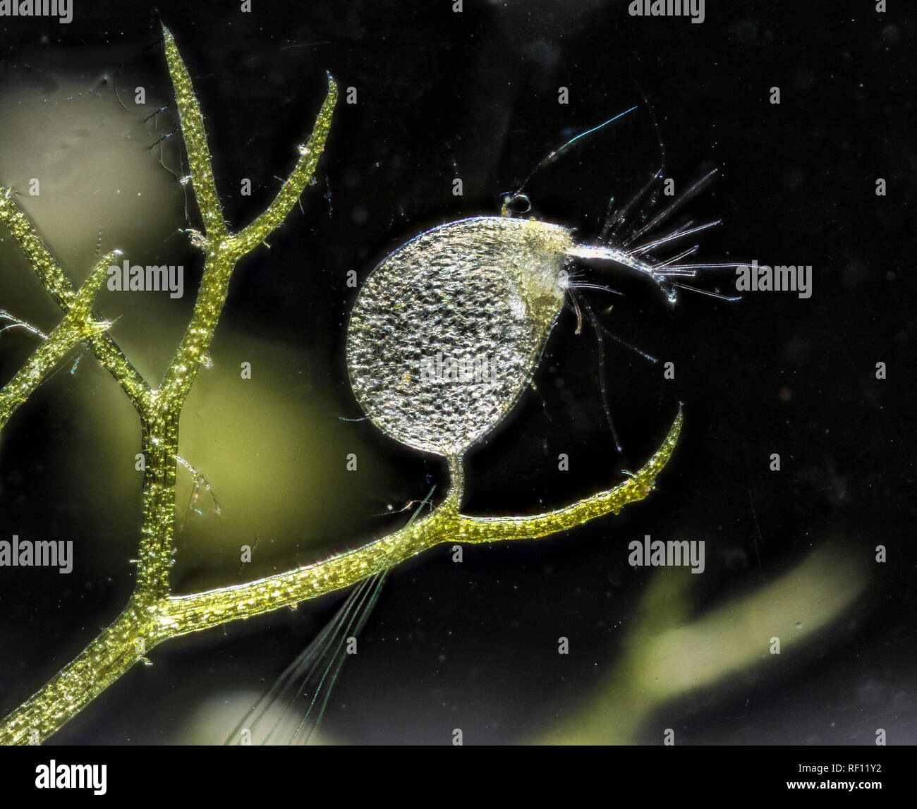 Bladderwort plant hi-res stock photography and images - Alamy