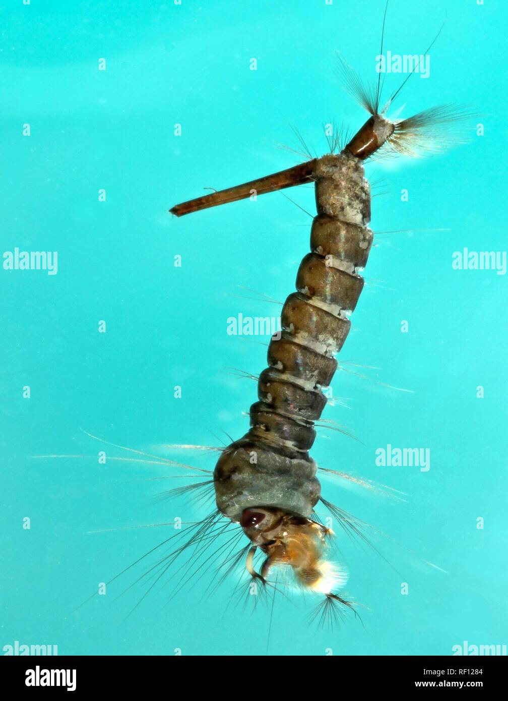Culex pipiens larva hi-res stock photography and images - Alamy