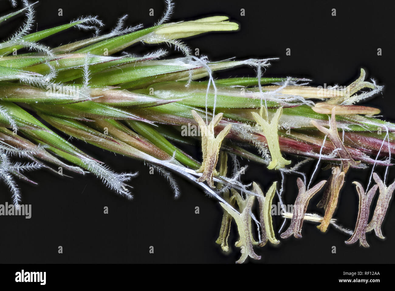 grass in flower showing stigmas and anthers focus stacked Stock Photo ...