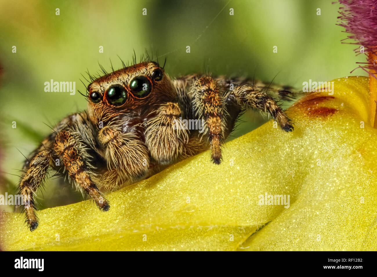 jumping spider on mullein flower focus stack macro Stock Photo - Alamy