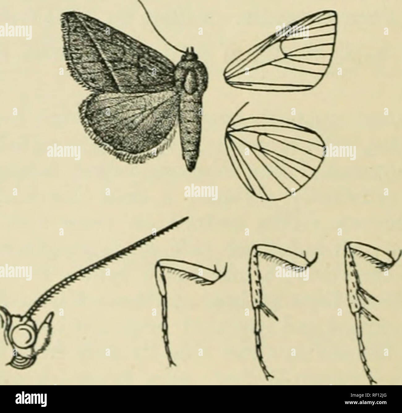. Catalogue of Lepidoptera Phalaenae in the British Museum. Moths. 112 ...