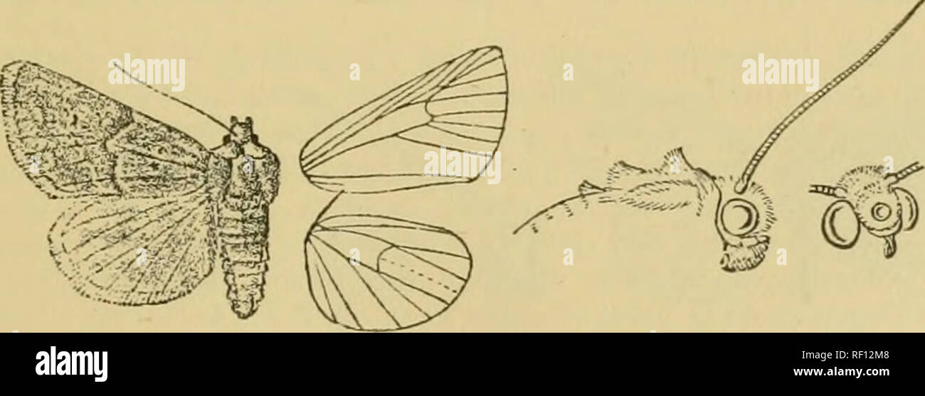 . Catalogue of the Lepidoptera PhalÃ¦nÃ¦ in the British museum. Moths ...