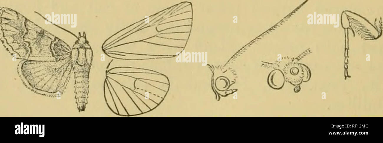 . Catalogue of the Lepidoptera Phalænæ in the British museum. Moths ...
