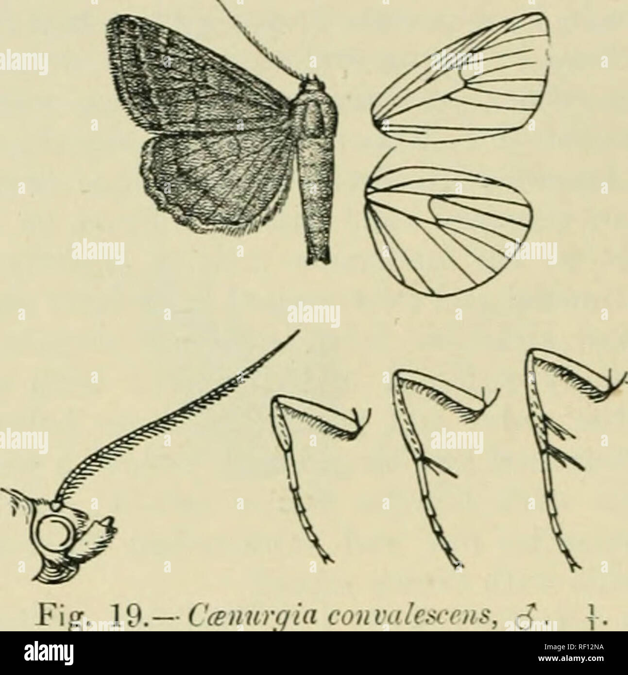 . Catalogue of Lepidoptera Phalaenae in the British Museum. Moths. 68 ...