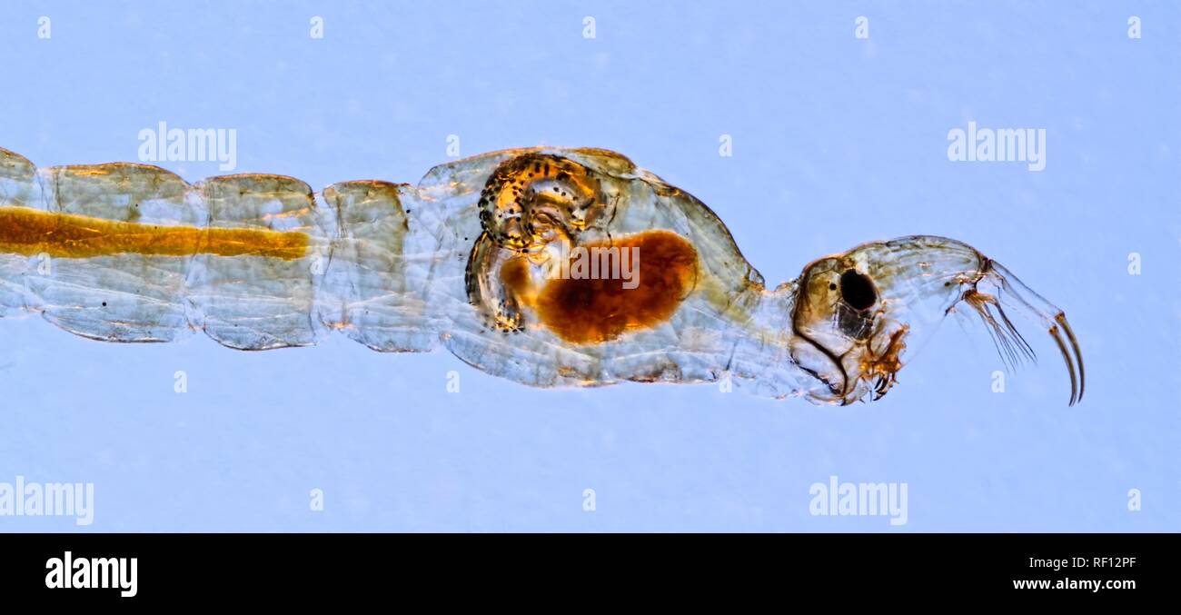 Midge larva hi-res stock photography and images - Alamy