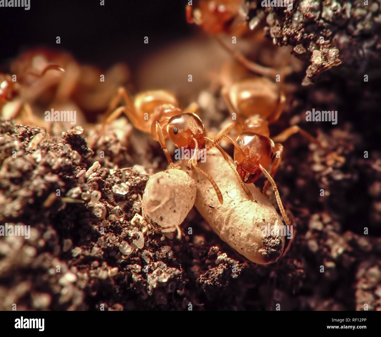 red ant workers moving pupae in nest macro Stock Photo - Alamy