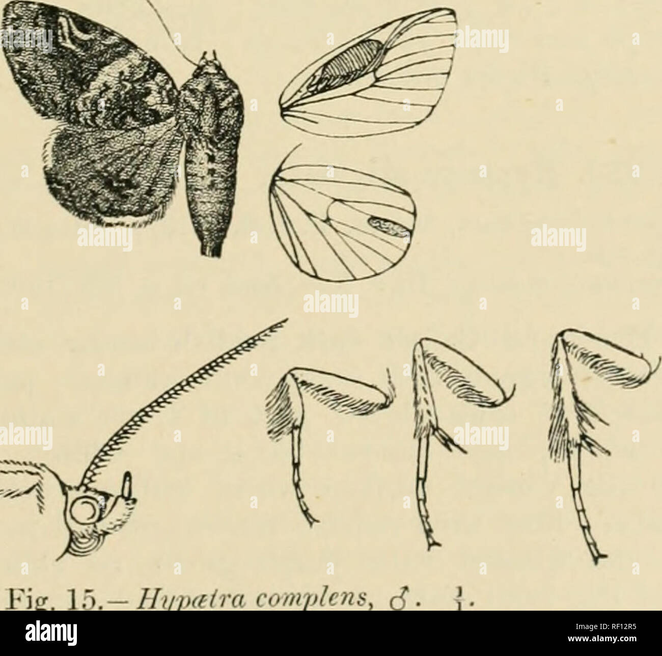 . Catalogue of Lepidoptera Phalaenae in the British Museum. Moths. HYl ...