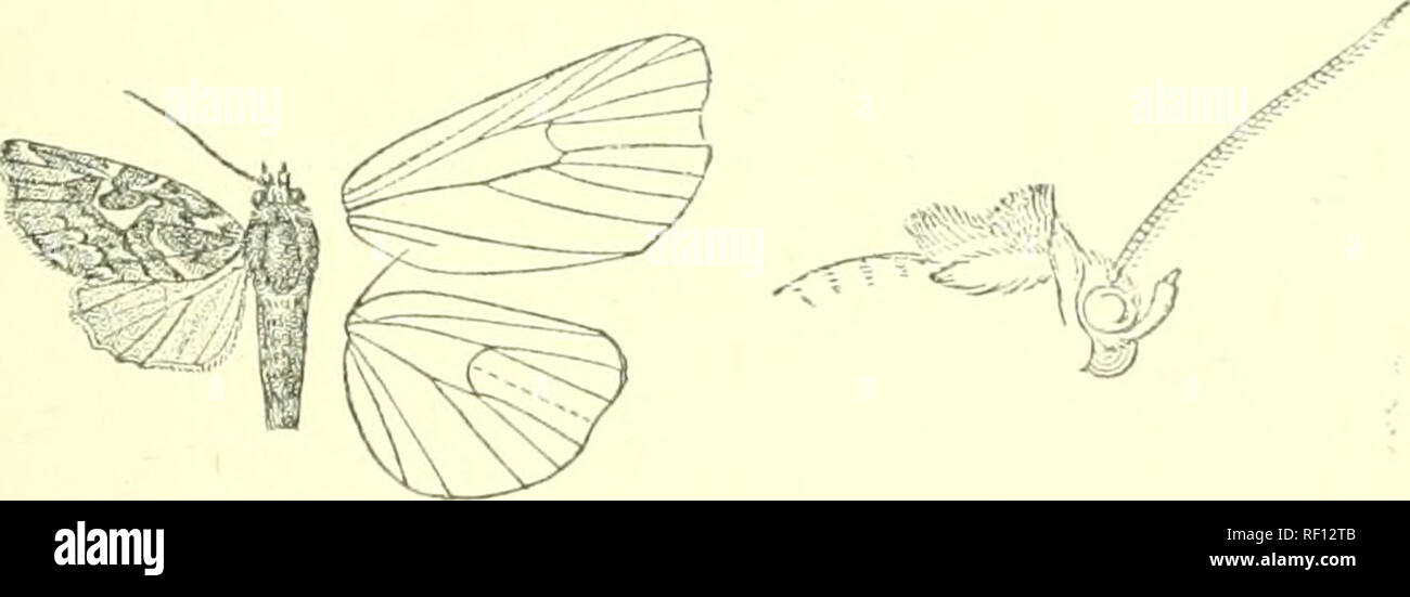 . Catalogue of Lepidoptera Phalaenae in the British Museum. Moths ...