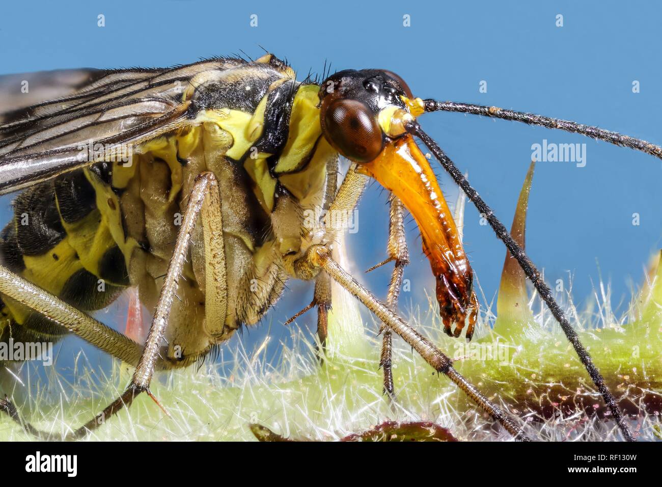 Insect mouthparts hi-res stock photography and images - Alamy
