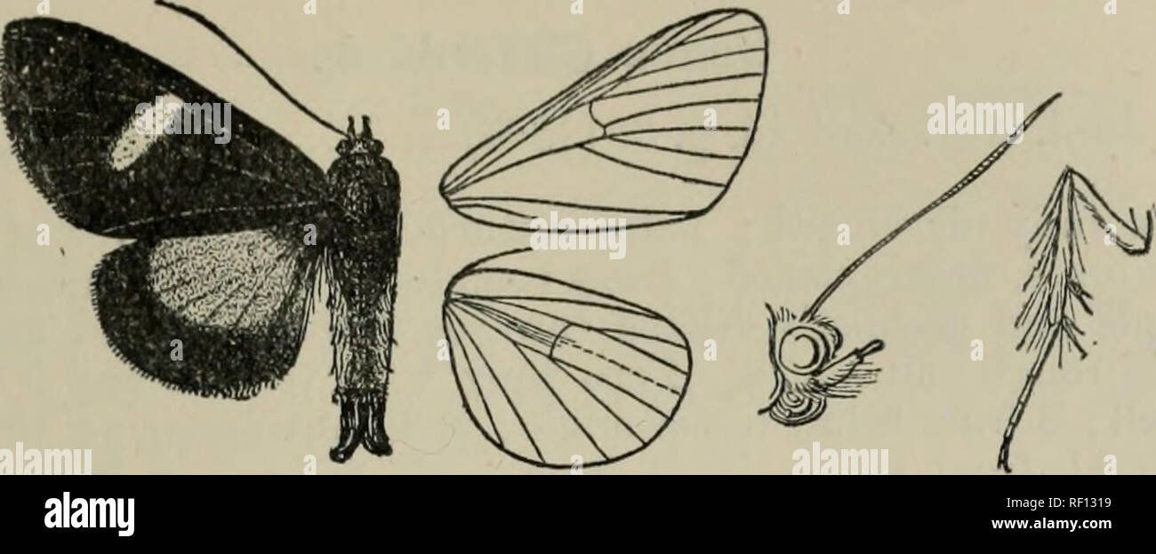 . Catalogue of the Lepidoptera Phalænæ in the British Museum. British ...