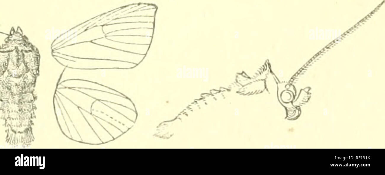 White Basal Marks High Resolution Stock Photography and Images - Alamy