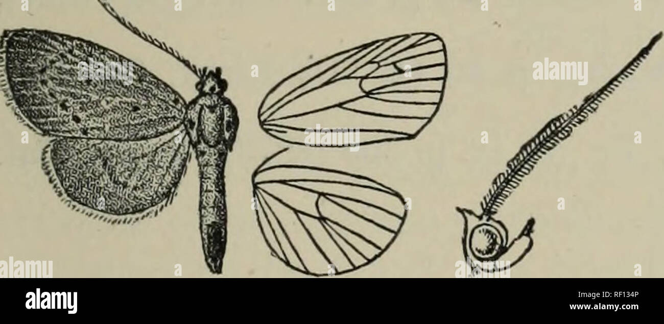 . Catalogue of the Lepidoptera Phalænæ in the British Museum. British ...