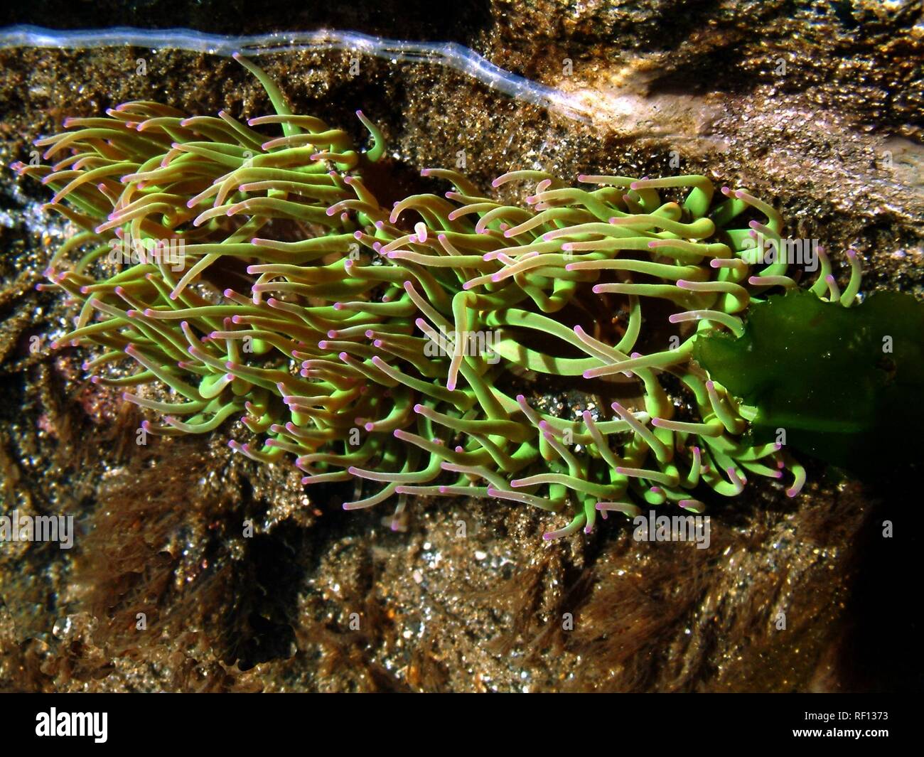 snakeslock sea anemone anemonia viridis green form in rock pool Stock ...