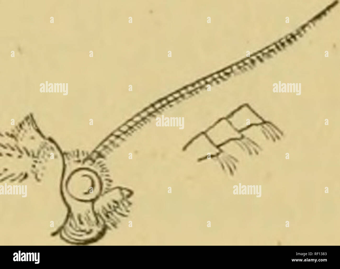 . Catalogue of the Lepidoptera Phalænæ in the British museum. Moths ...