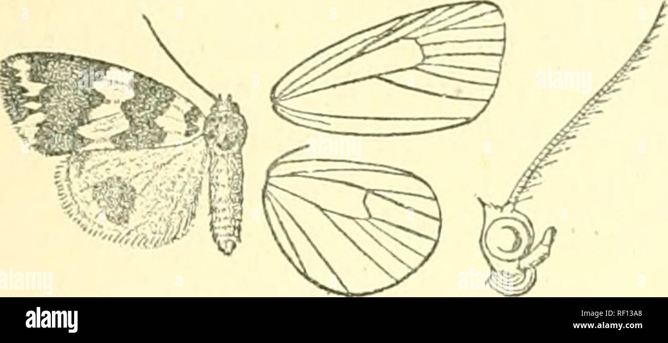 . Catalogue of Lepidoptera Phalaenae in the British Museum. Moths. Fig ...
