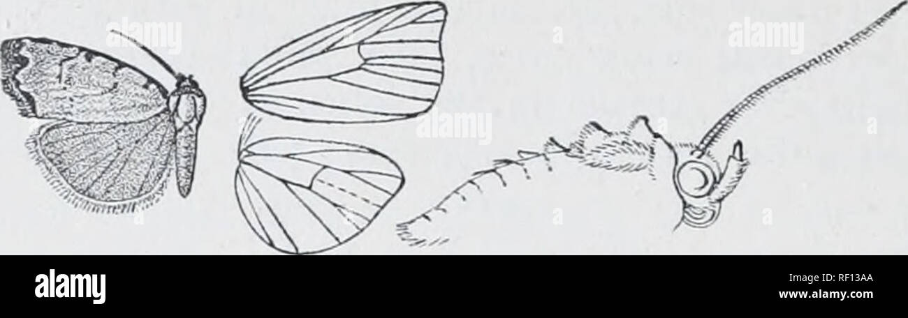 . Catalogue of Lepidoptera Phalaenae in the British Museum. Moths. 562 ...