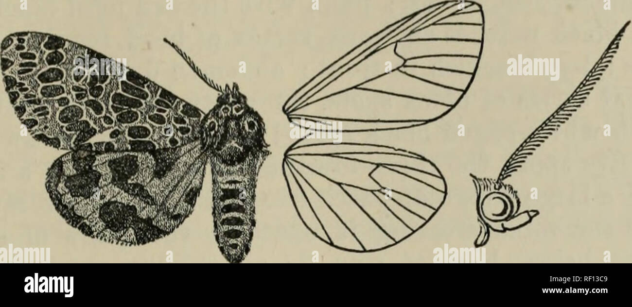 . Catalogue of the Lepidoptera Phalænæ in the British Museum. British ...