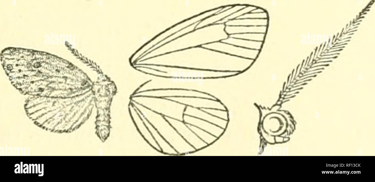 . Catalogue of Lepidoptera Phalaenae in the British Museum. Moths ...
