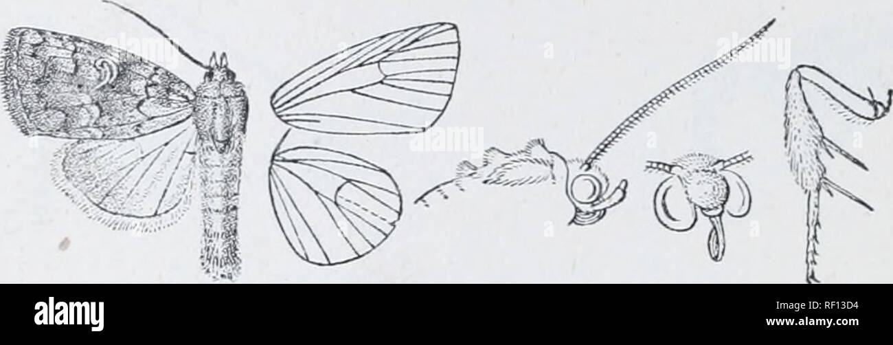 . Catalogue of Lepidoptera Phalaenae in the British Museum. Moths. 520 ...