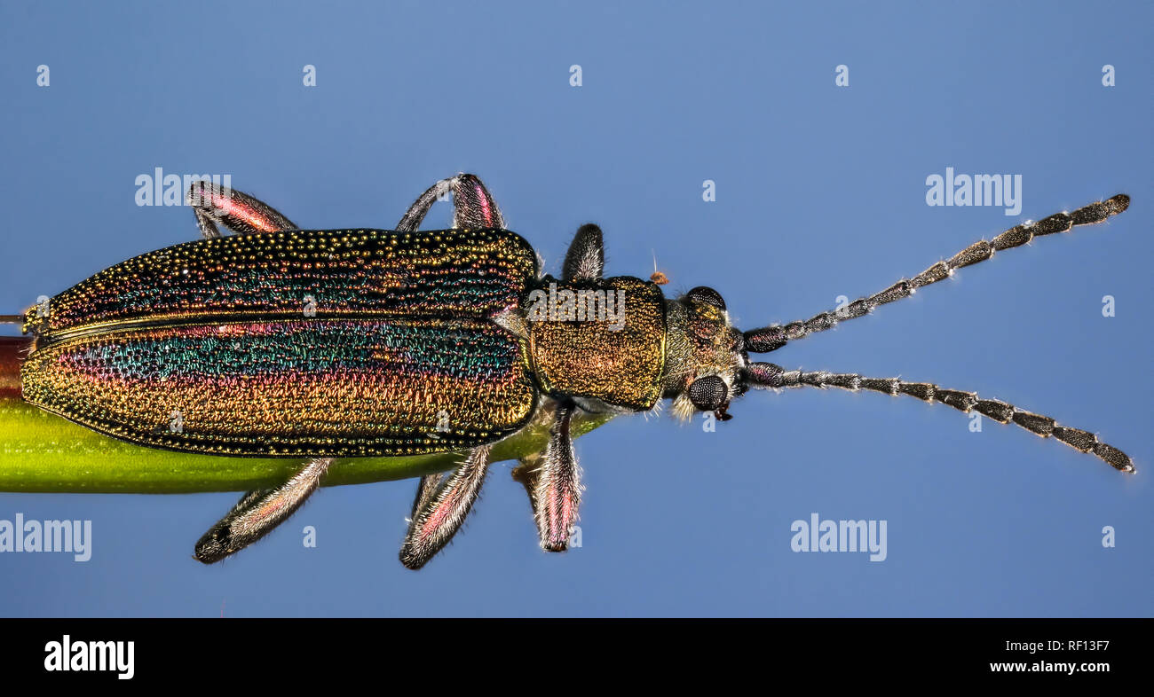 Variegated reed hi-res stock photography and images - Alamy