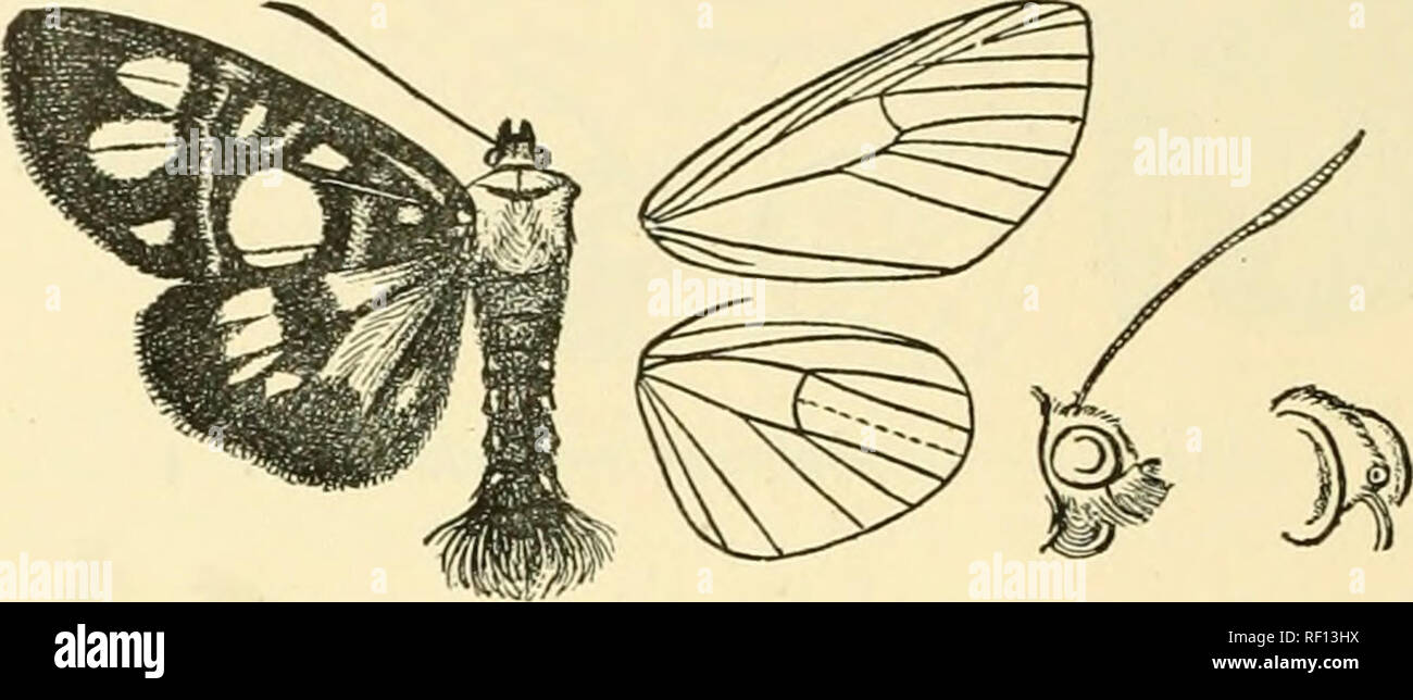 Black basal markings hi-res stock photography and images - Alamy