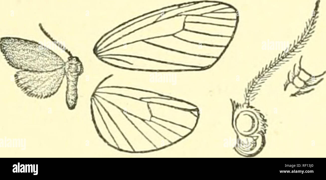. Catalogue of Lepidoptera Phalaenae in the British Museum. Moths. Fig ...