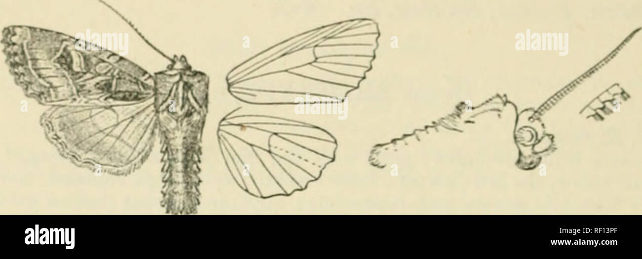 . Catalogue of Lepidoptera Phalaenae in the British Museum. Moths. 374 ...