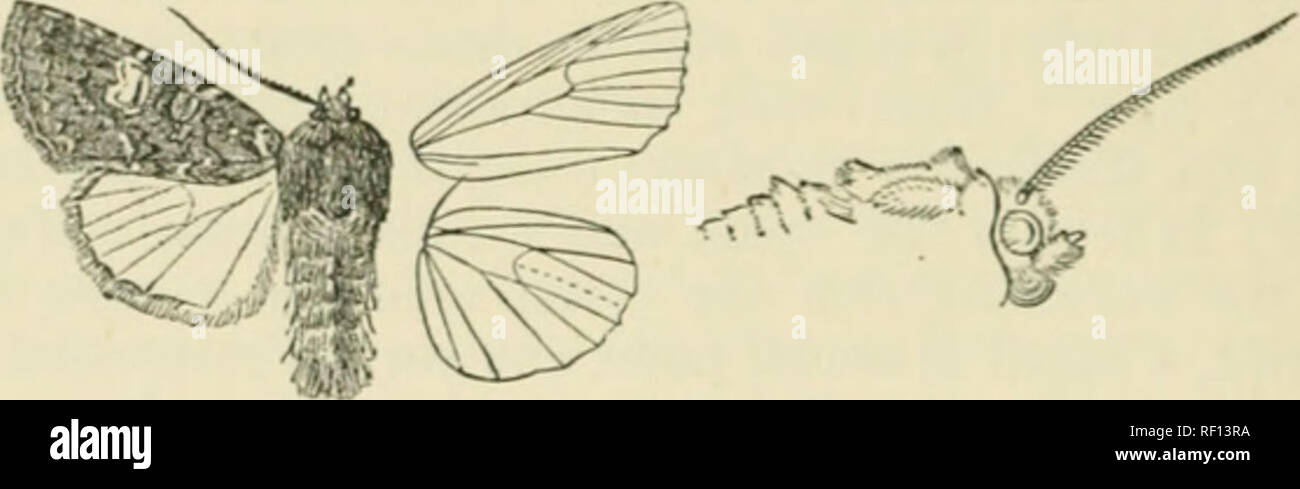 . Catalogue of Lepidoptera Phalaenae in the British Museum. Moths. 3 ...