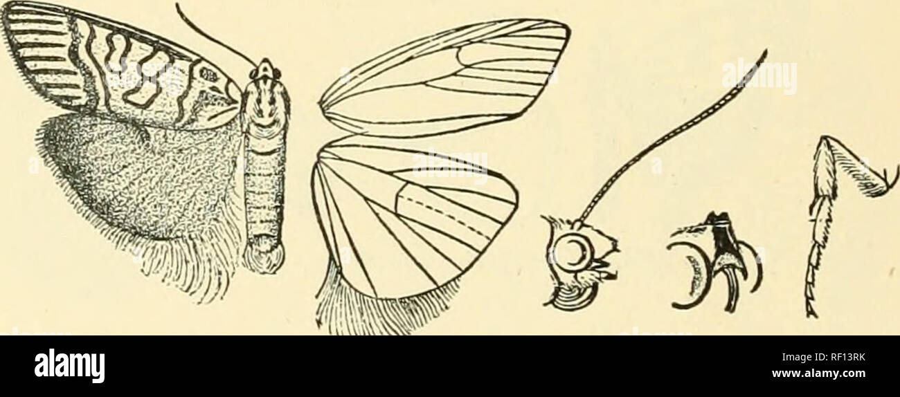 Black basal markings hi-res stock photography and images - Alamy