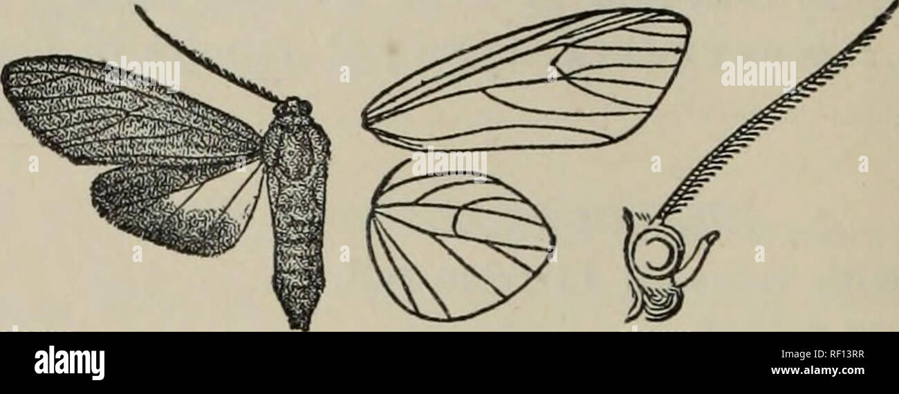 Bipectinate antennae hi-res stock photography and images - Alamy