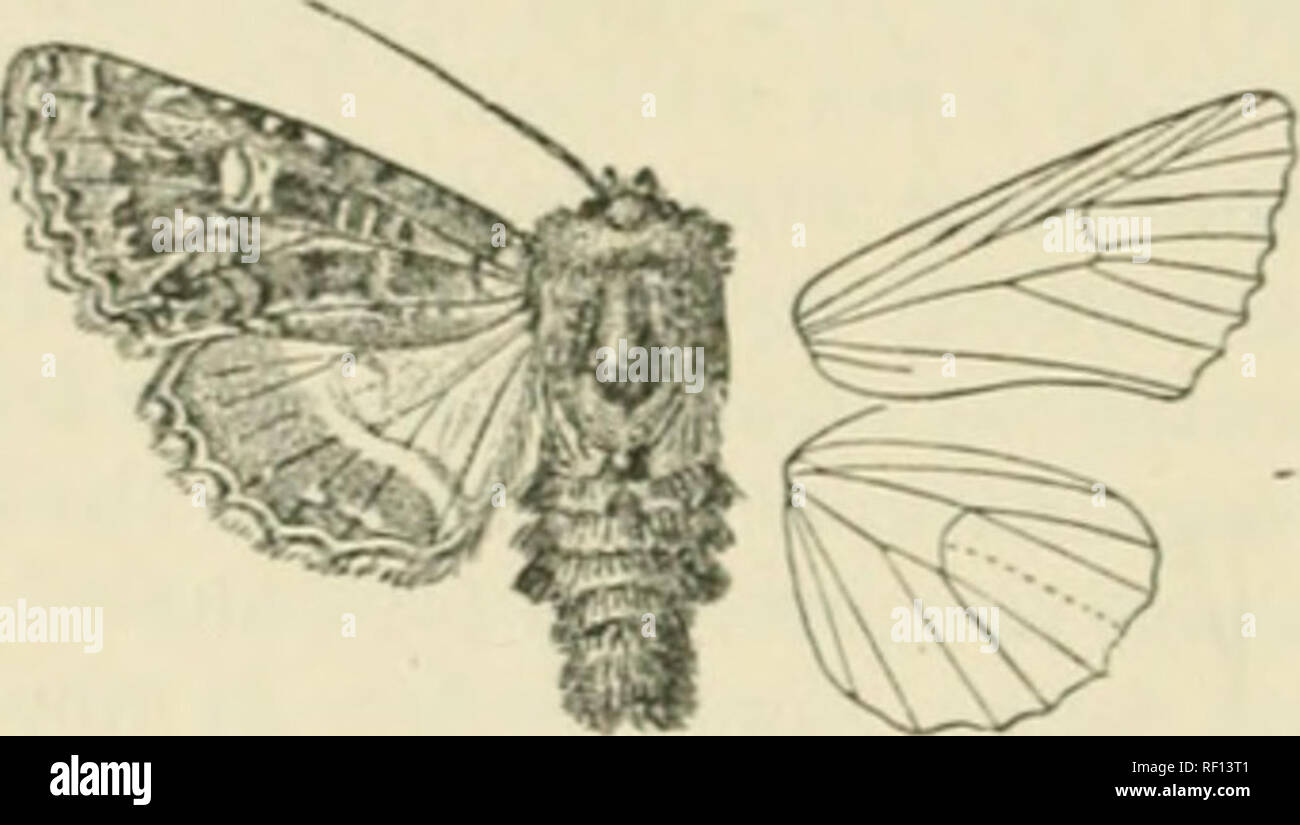 . Catalogue of Lepidoptera Phalaenae in the British Museum. Moths. 354 ...