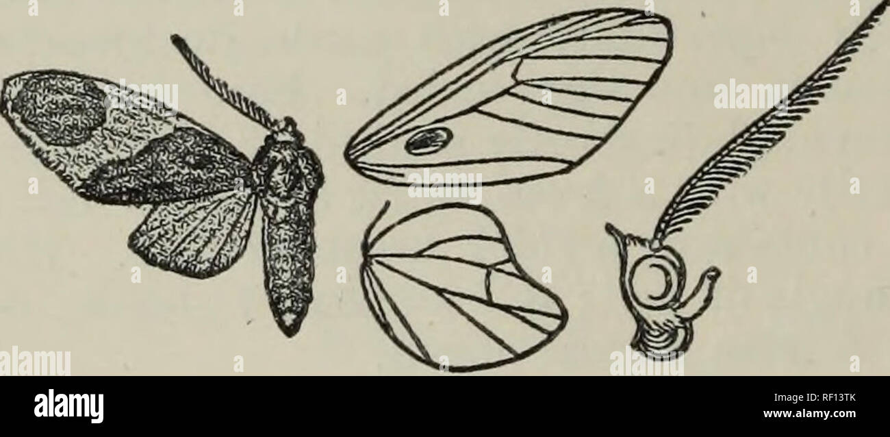 . Catalogue of the Lepidoptera Phalænæ in the British Museum. British ...