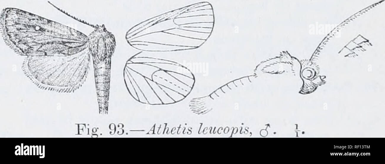 . Catalogue of Lepidoptera Phalaenae in the British Museum. Moths. 302 ...