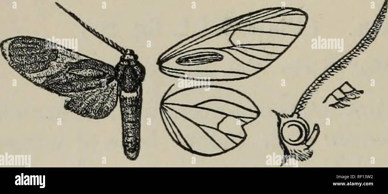. Catalogue of the Lepidoptera Phalænæ in the British Museum. British ...