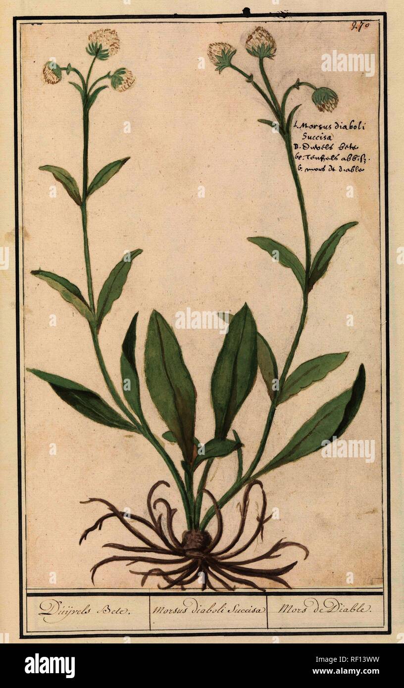 Morsus diaboli hi-res stock photography and images - Alamy