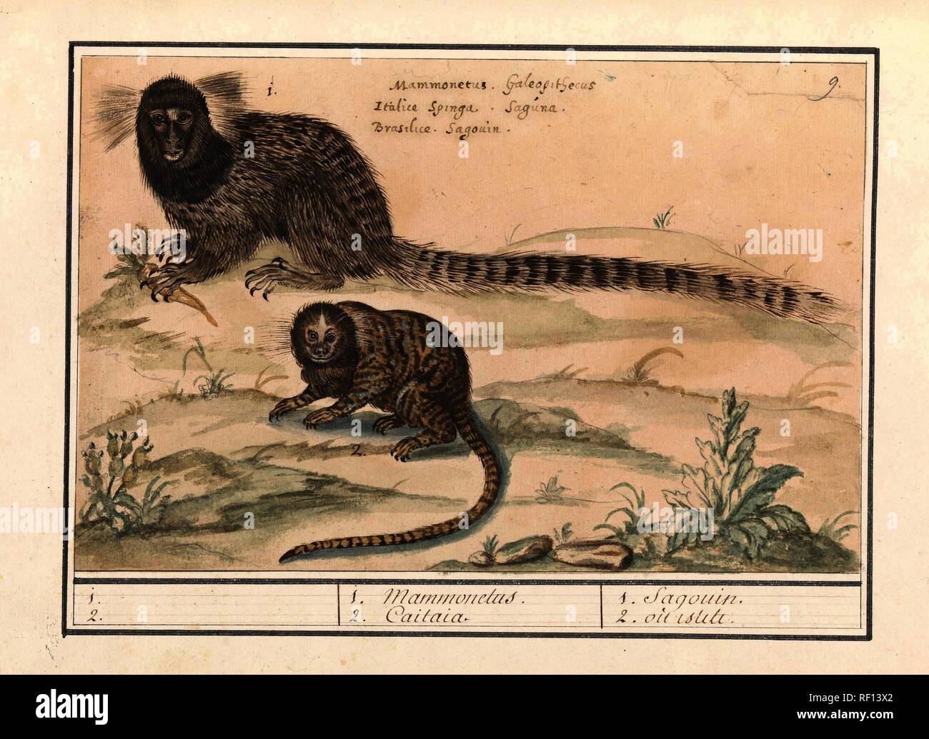 Sagouin hi-res stock photography and images - Alamy