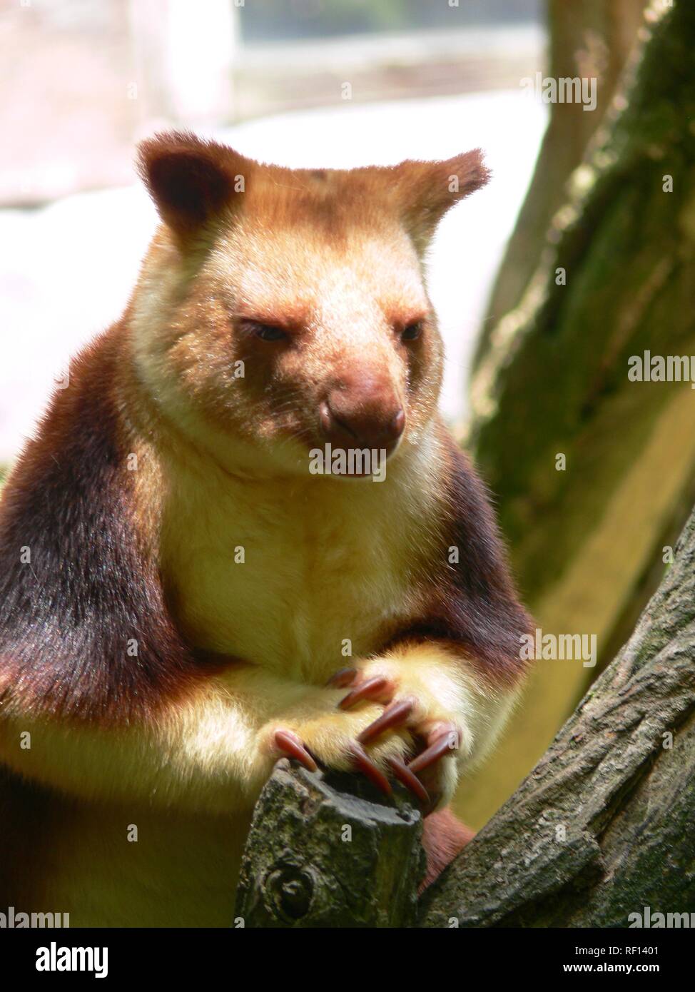 Tree kangaroo papua new guinea hi-res stock photography and images - Alamy