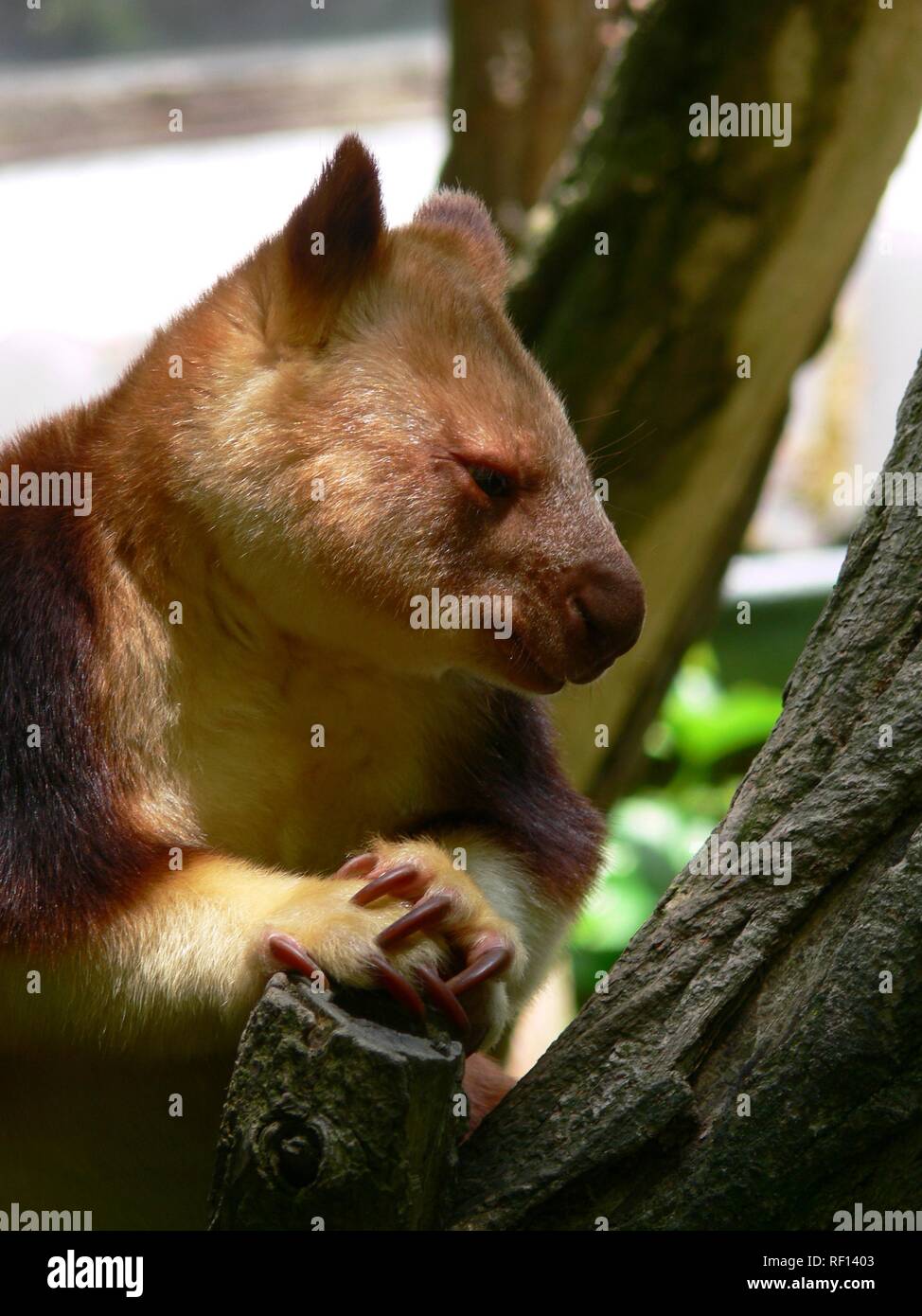 Tree kangaroo papua hi-res stock photography and images - Alamy