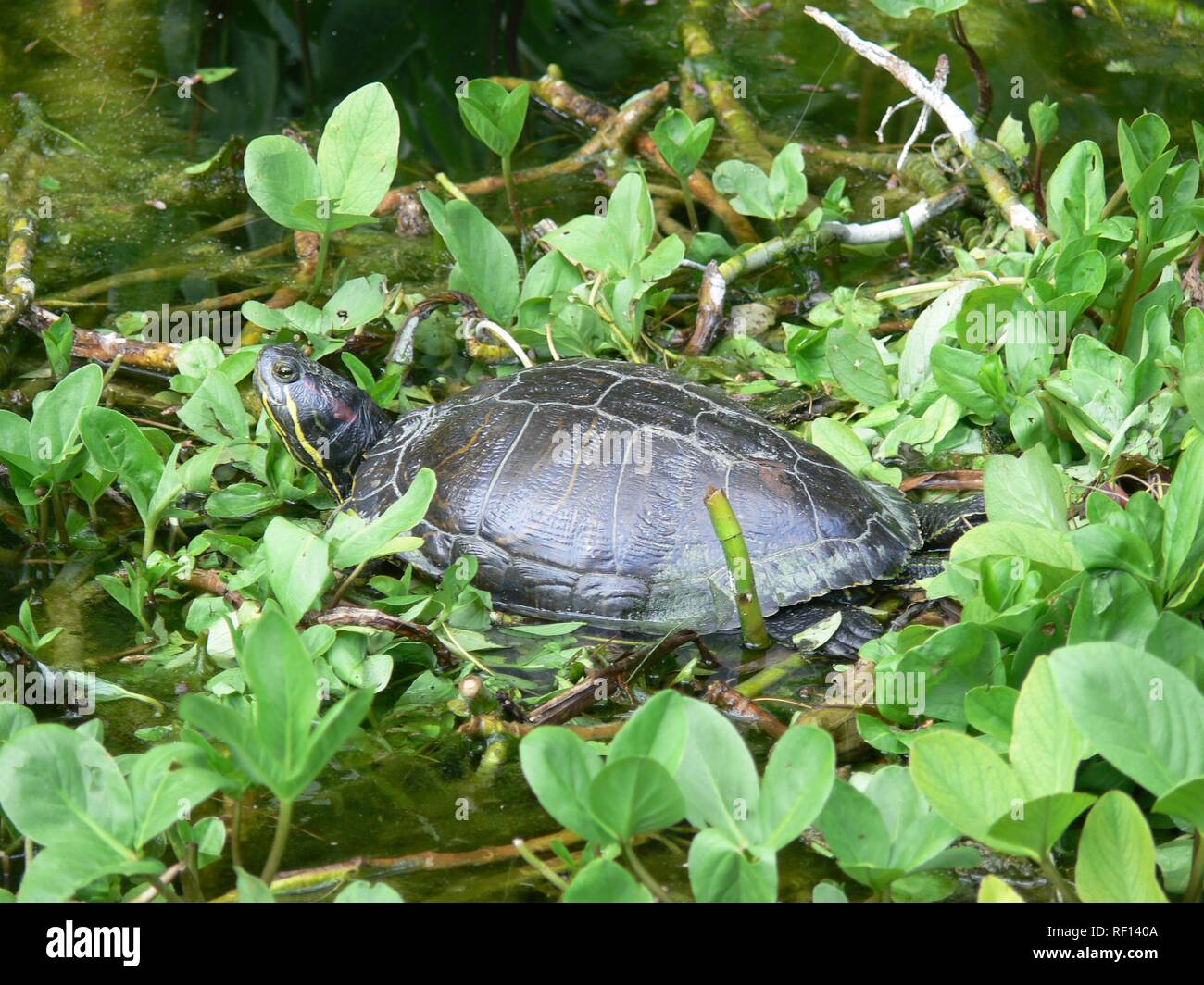 Turtle among water plants Stock Photo - Alamy