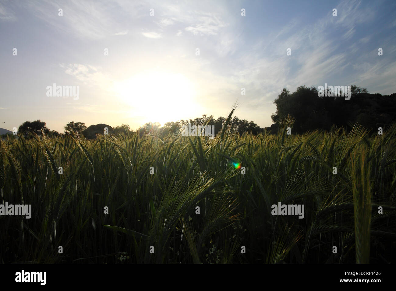 silhouette tree and grass flower blowing from wind on Turkey Stock ...