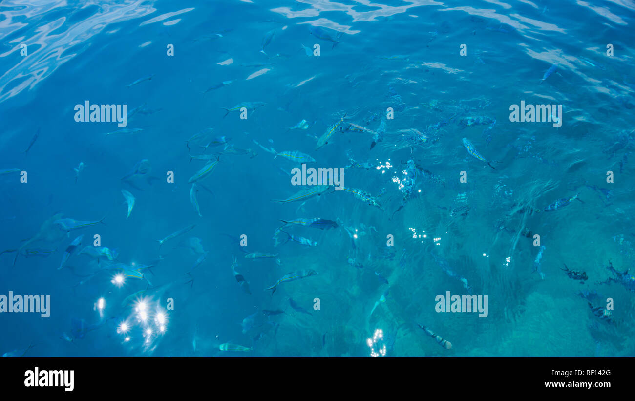 Fish in ocean, Fiji Islands in Summer Stock Photo - Alamy
