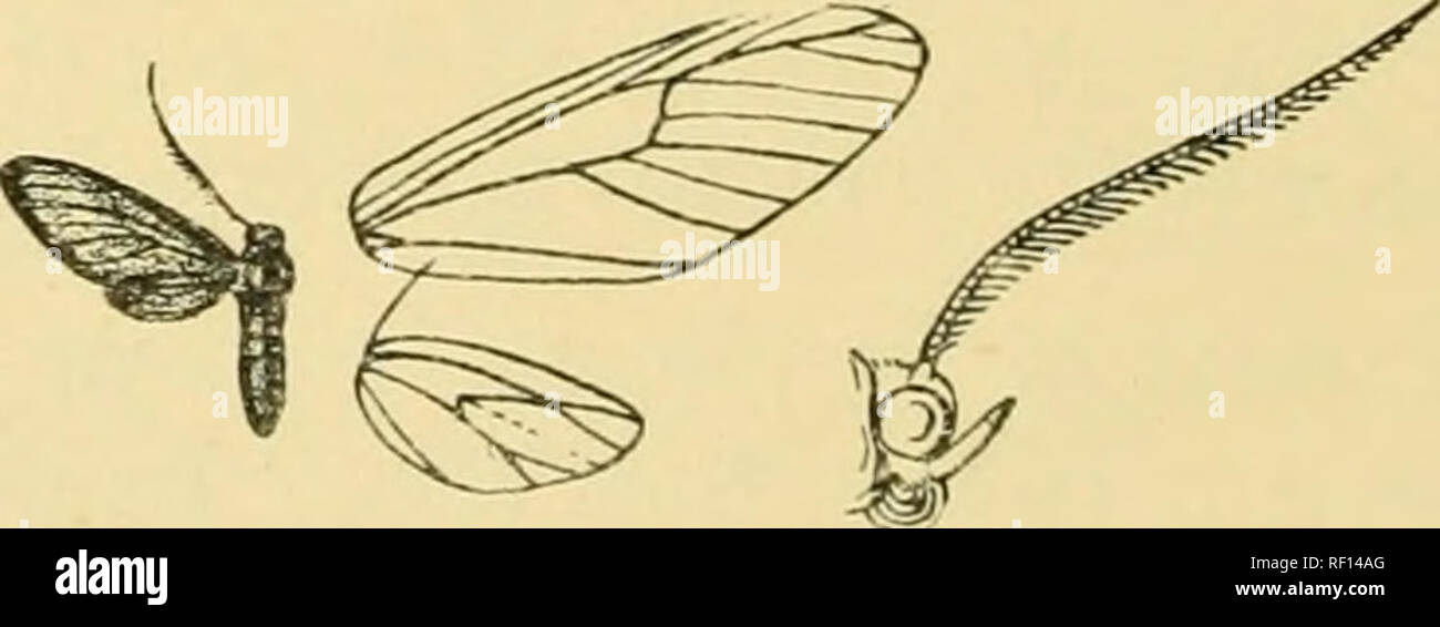 Conjoined Moths High Resolution Stock Photography and Images - Alamy